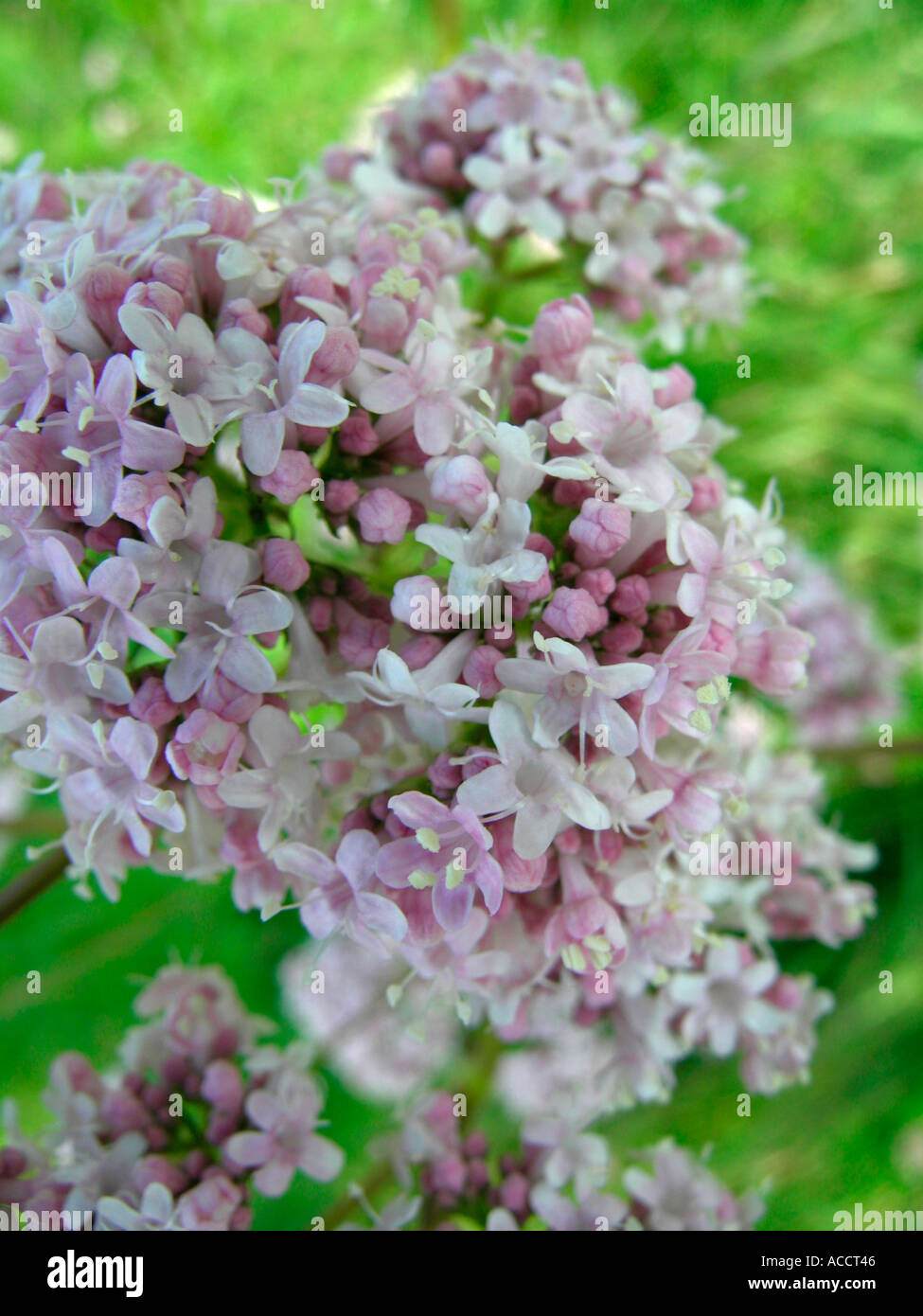 flowers of blooming valerian Valeriána officinalis Stock Photo - Alamy