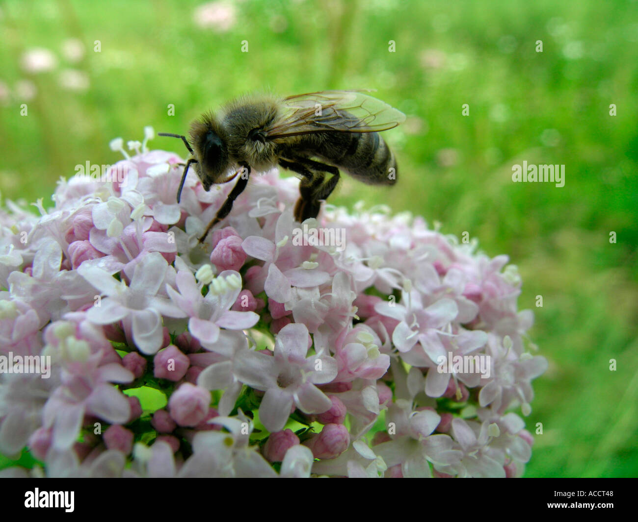 bea on flowers of blooming valerian Valeriána officinalis Stock Photo ...