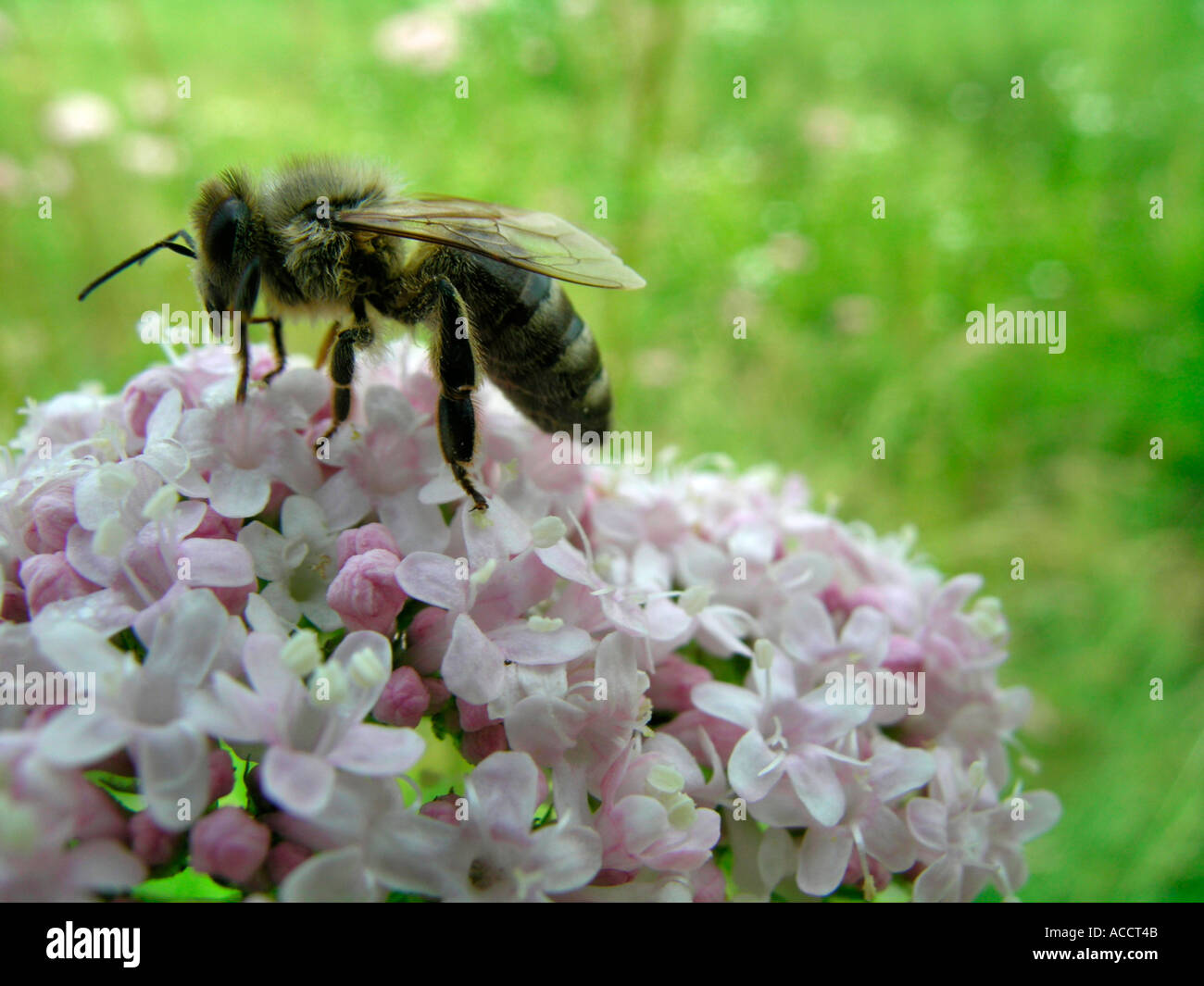 bea on flowers of blooming valerian Valeriána officinalis Stock Photo ...