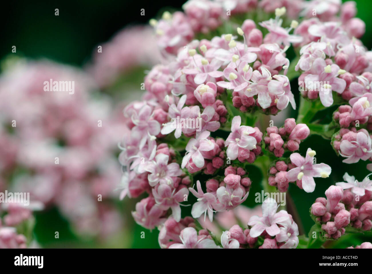 flowers of blooming valerian Valeriána officinalis Stock Photo - Alamy