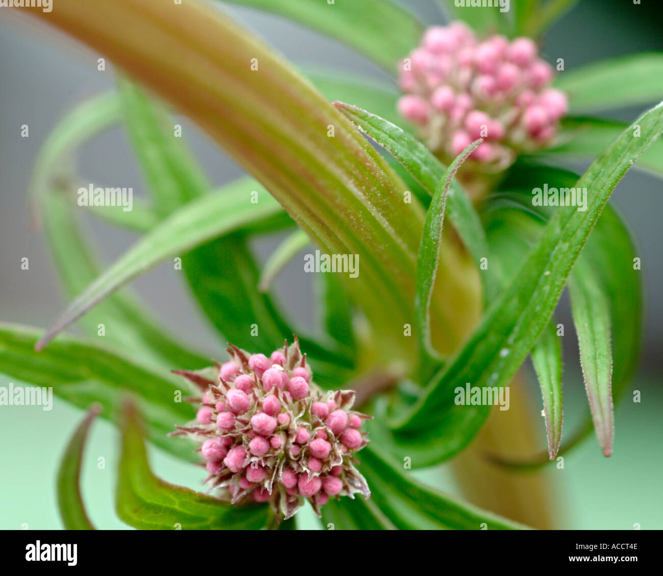 buds of flowers of valerian Valeriána officinalis Stock Photo - Alamy