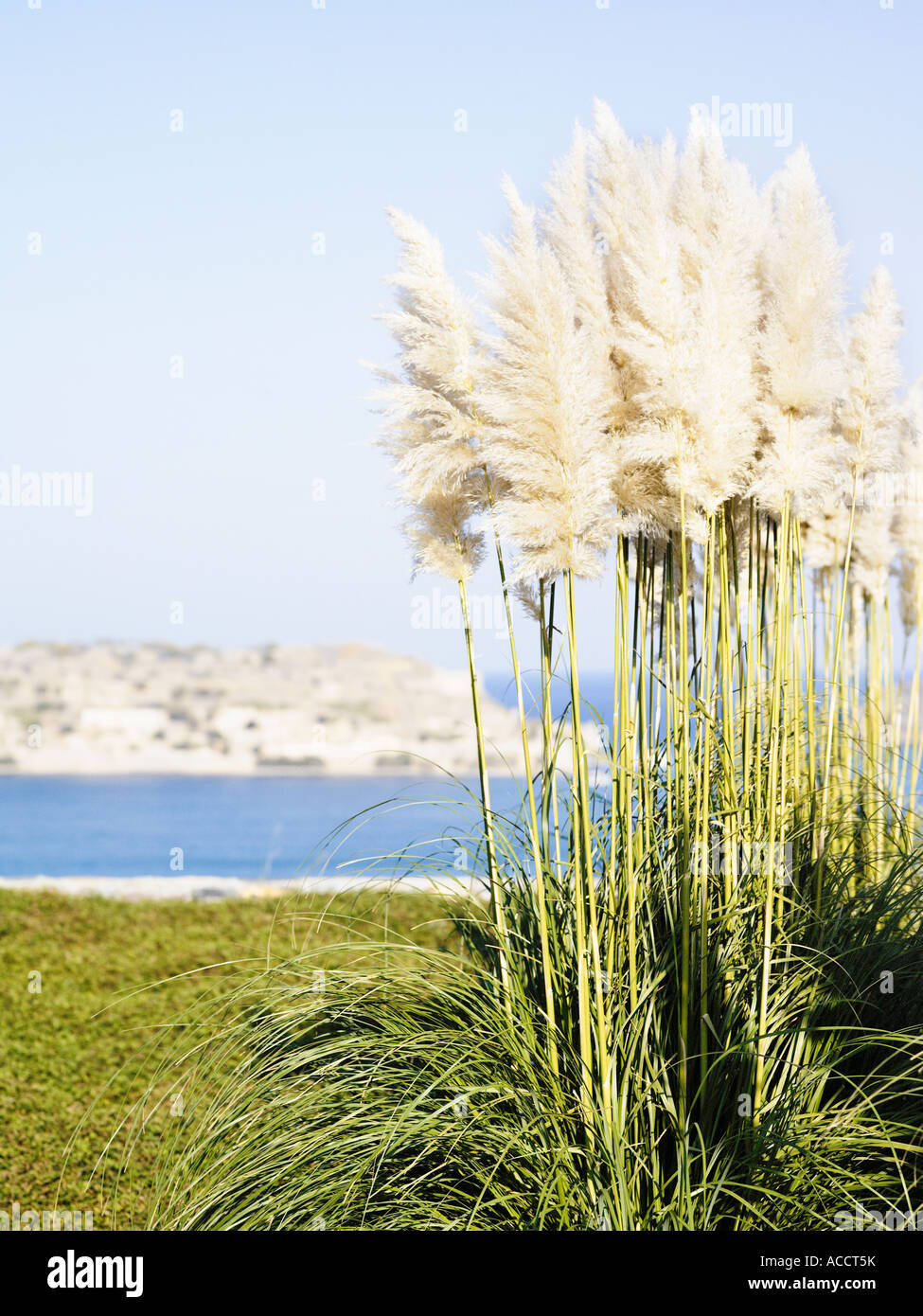 Reed on a beach Stock Photo - Alamy