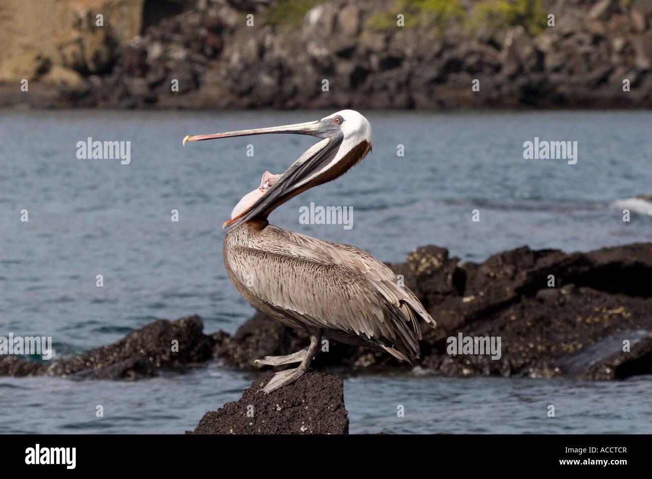 Pelican bill open hi-res stock photography and images - Alamy