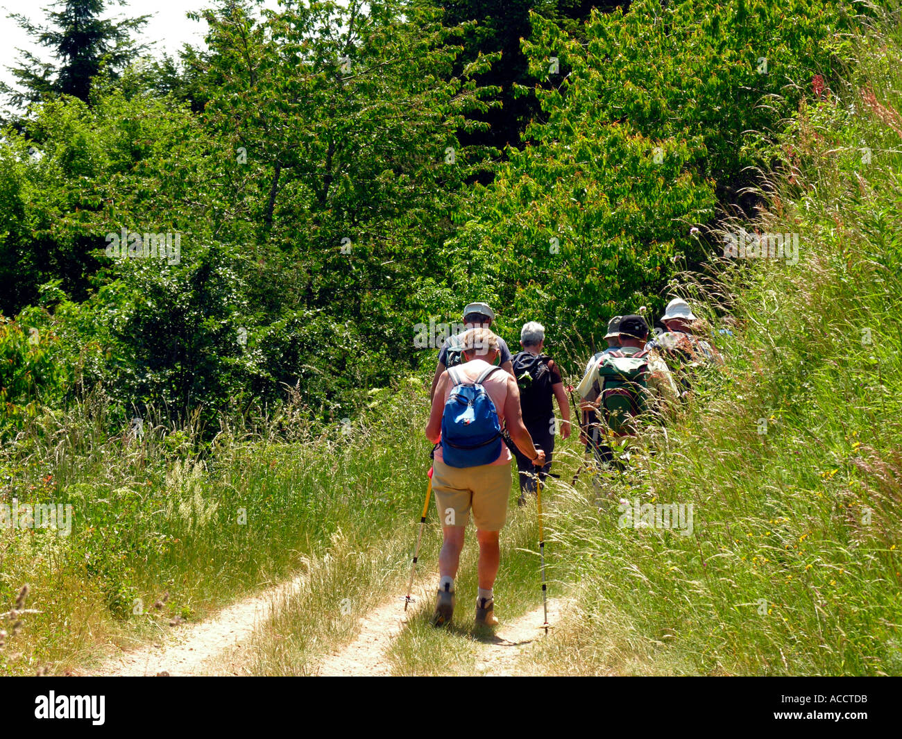 group of hikers on a forest path Stock Photo - Alamy