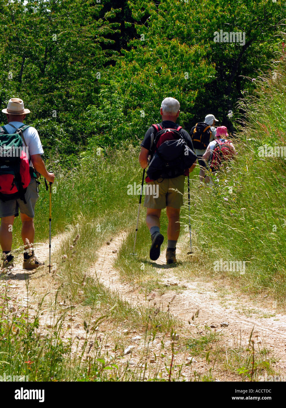 group of hikers on a forest path Stock Photo - Alamy