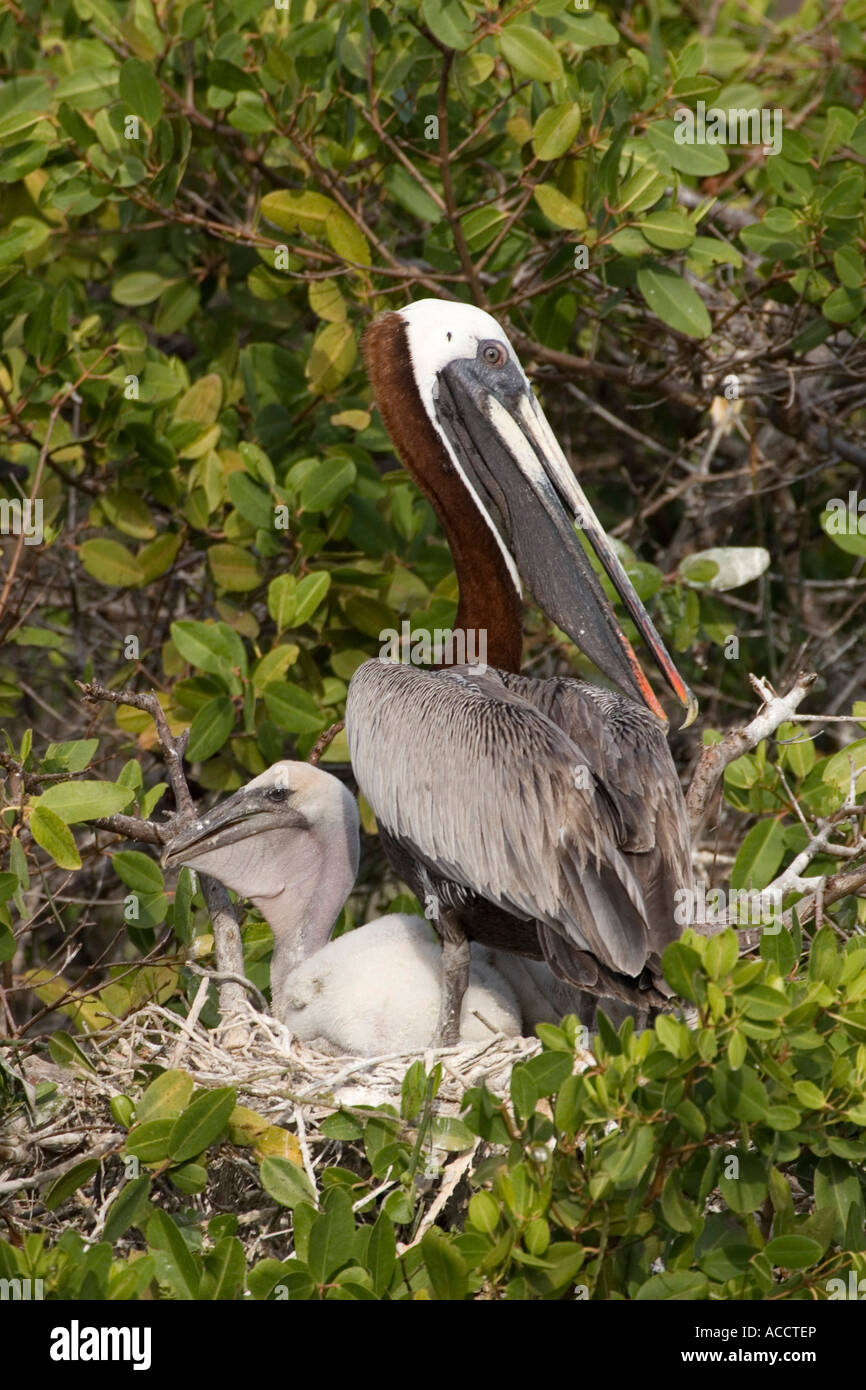 Brown Pelican at nest with young Stock Photo - Alamy