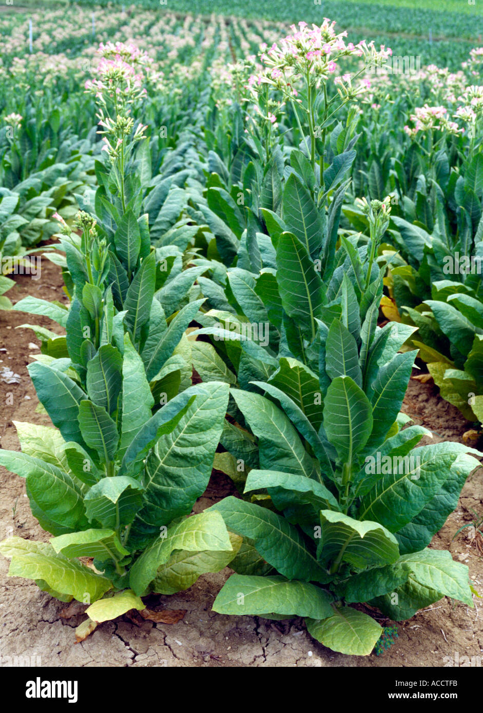 flowering tobacco plants on a field Stock Photo - Alamy