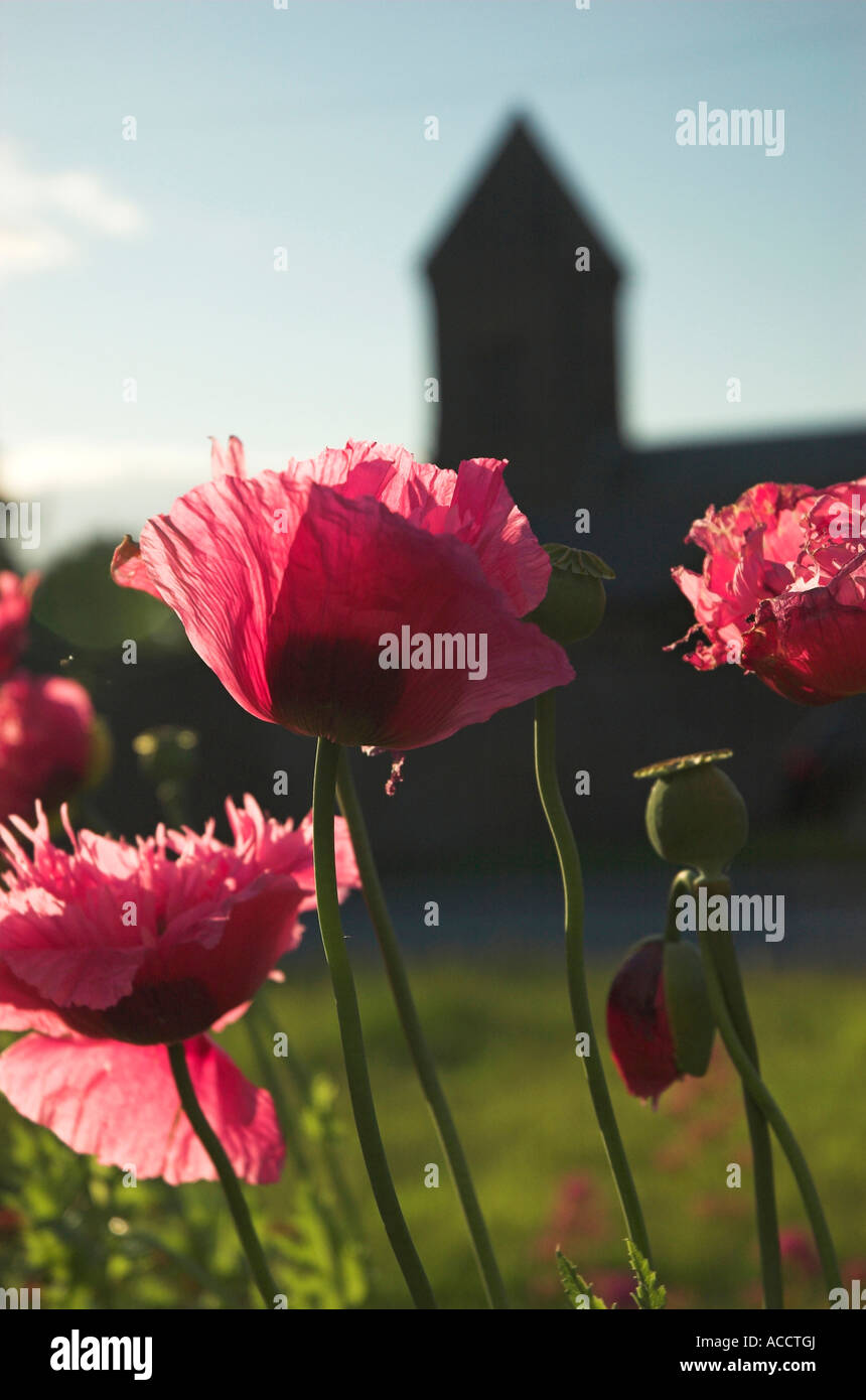Poppies in front of church Stock Photo - Alamy