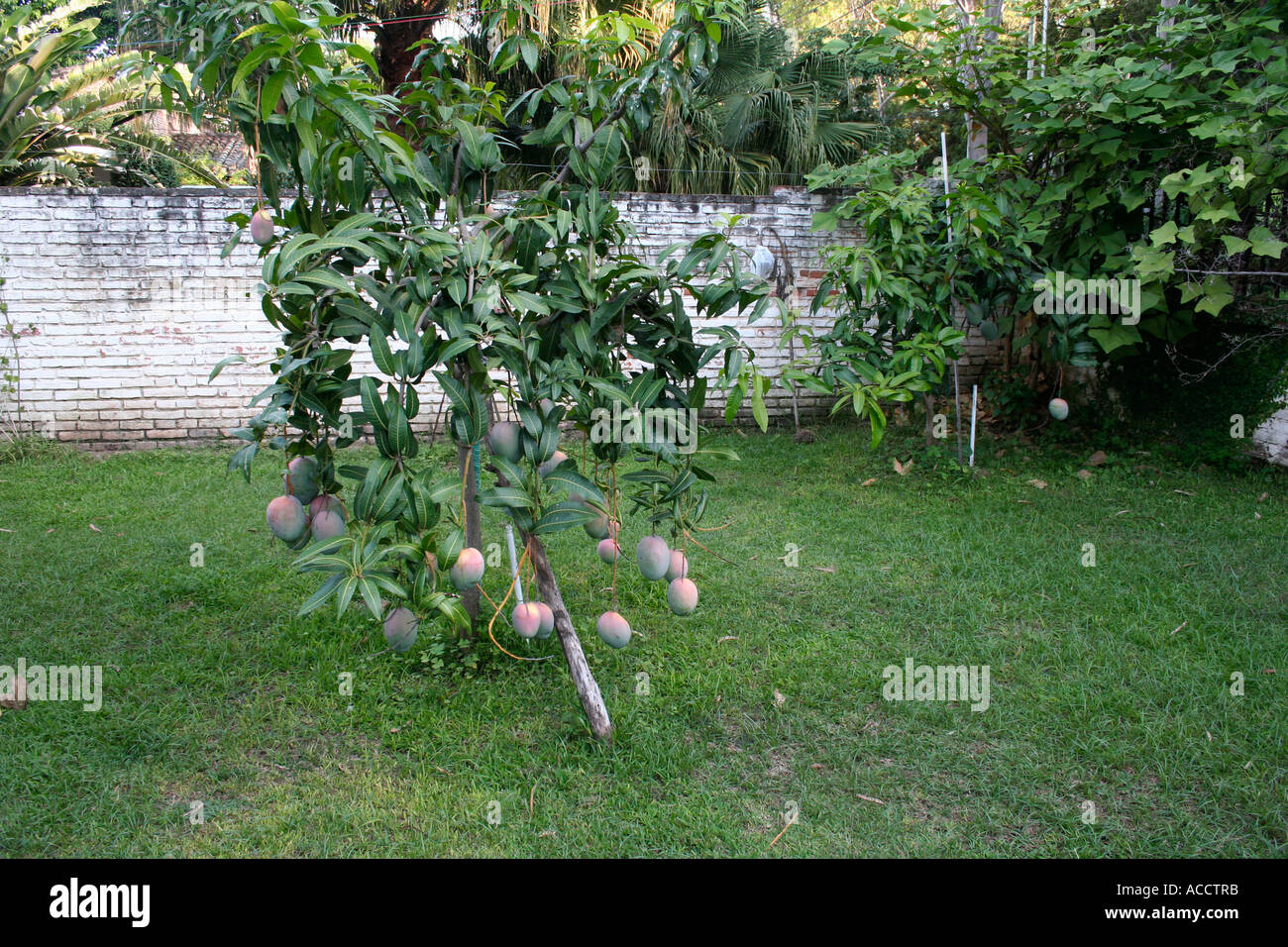 Mango Tree Garden