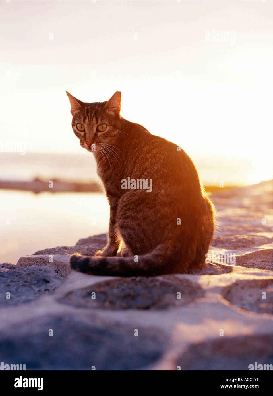 A cat in sunset Stock Photo - Alamy
