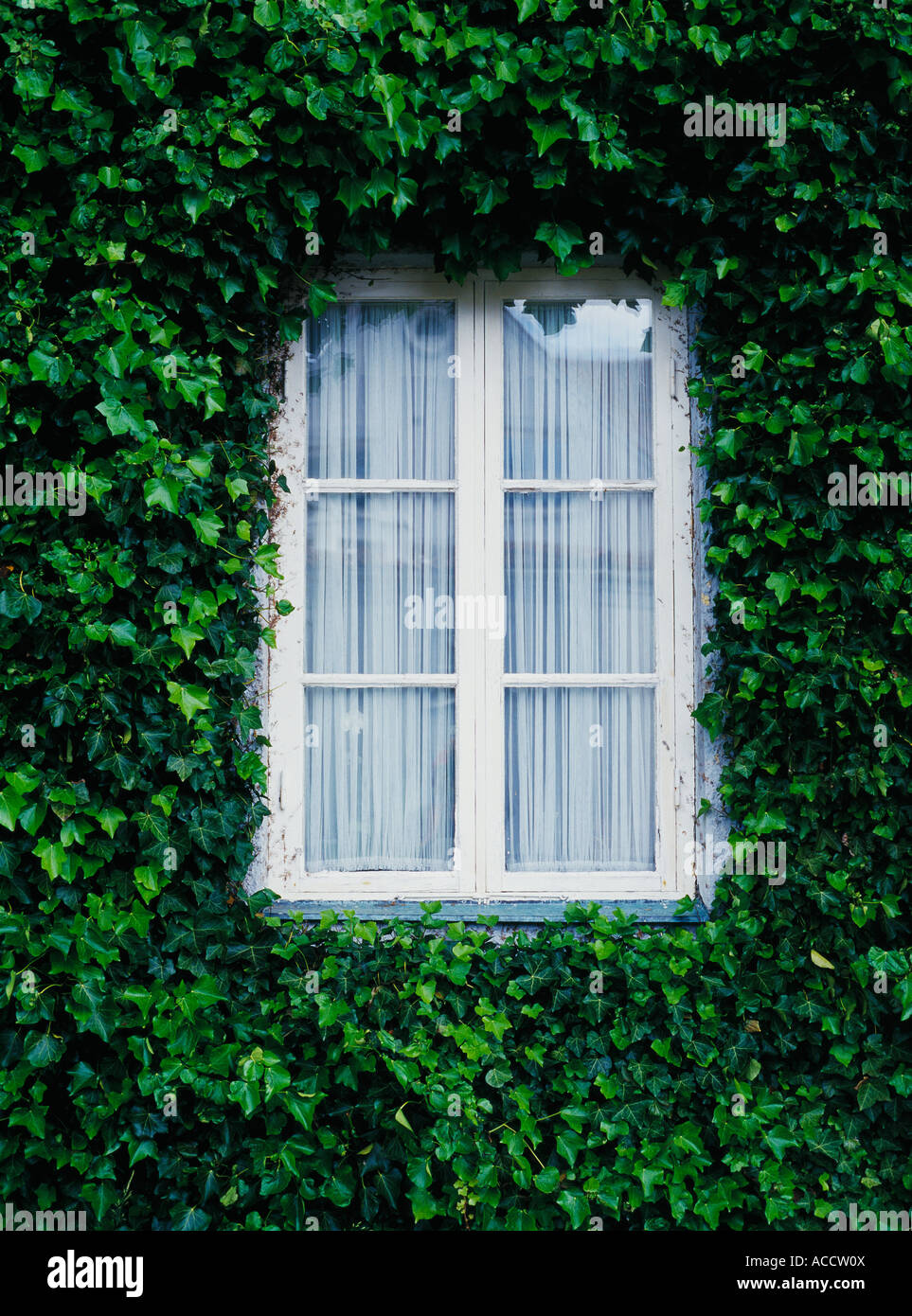 Ivy around a window Stock Photo - Alamy