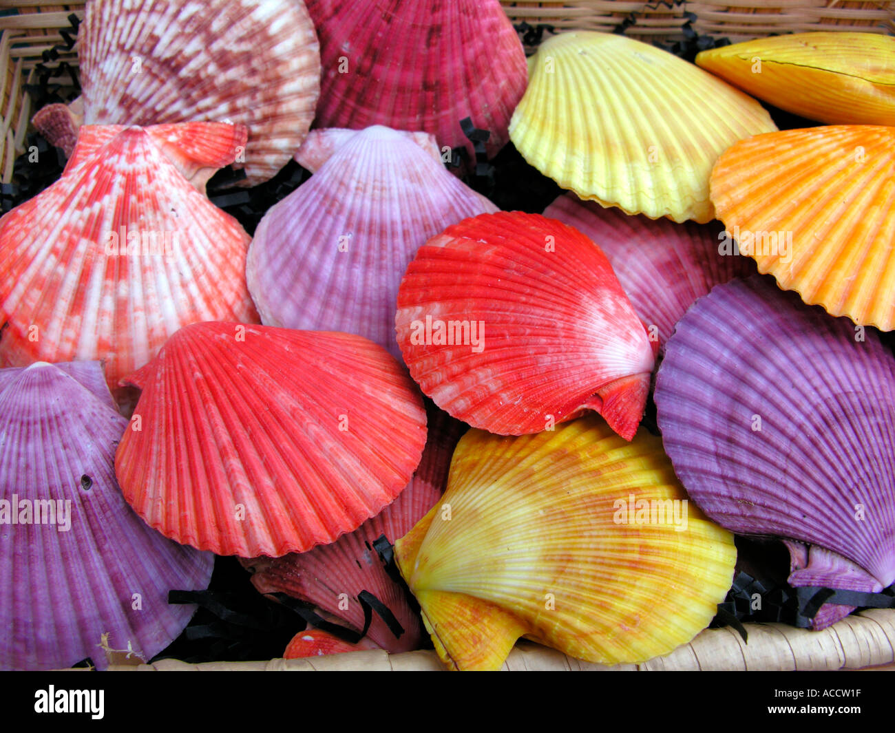 mixed gaudy shells Stock Photo - Alamy