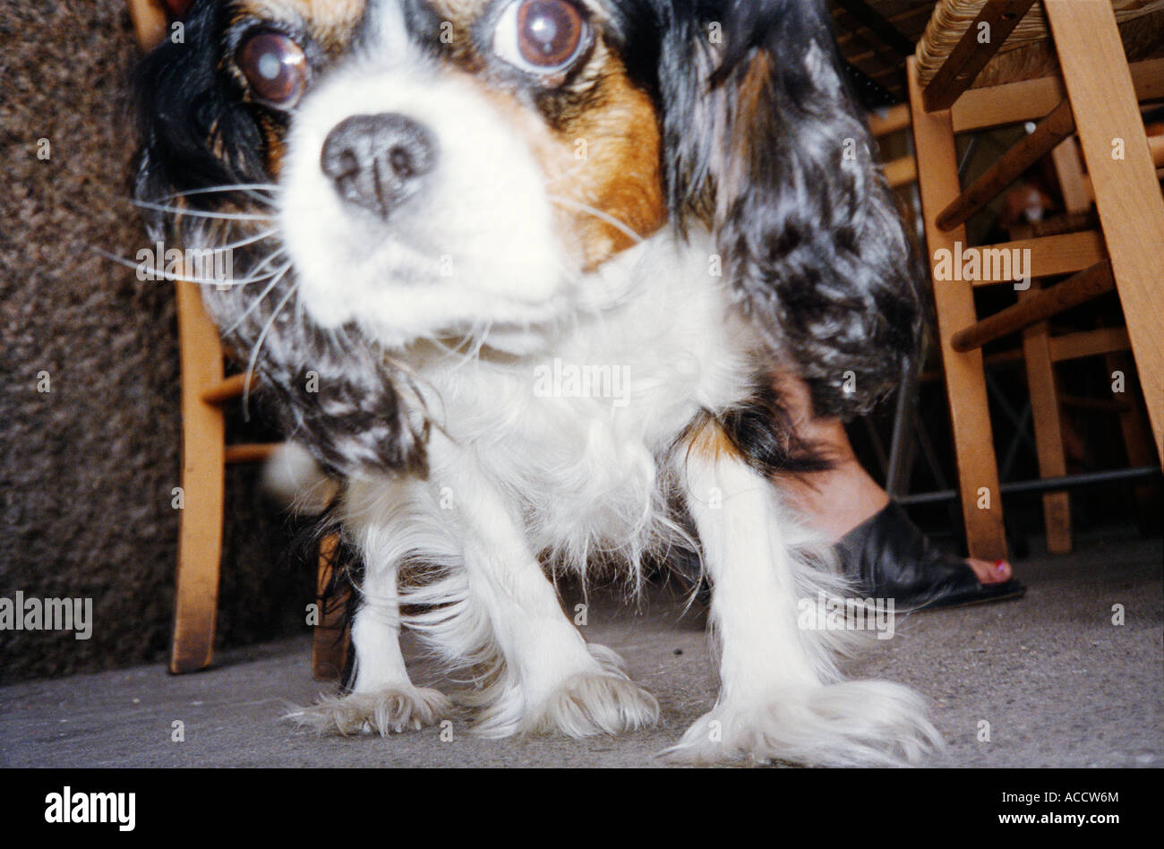 A dog sniffing close-up Stock Photo - Alamy