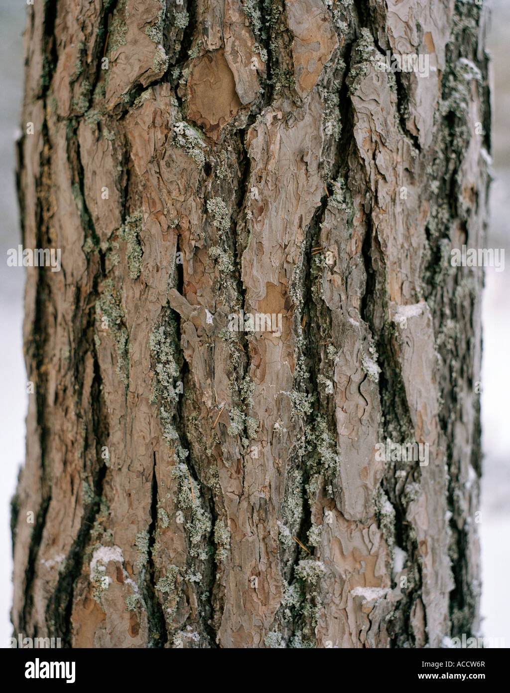 A tree trunk close-up Stock Photo - Alamy