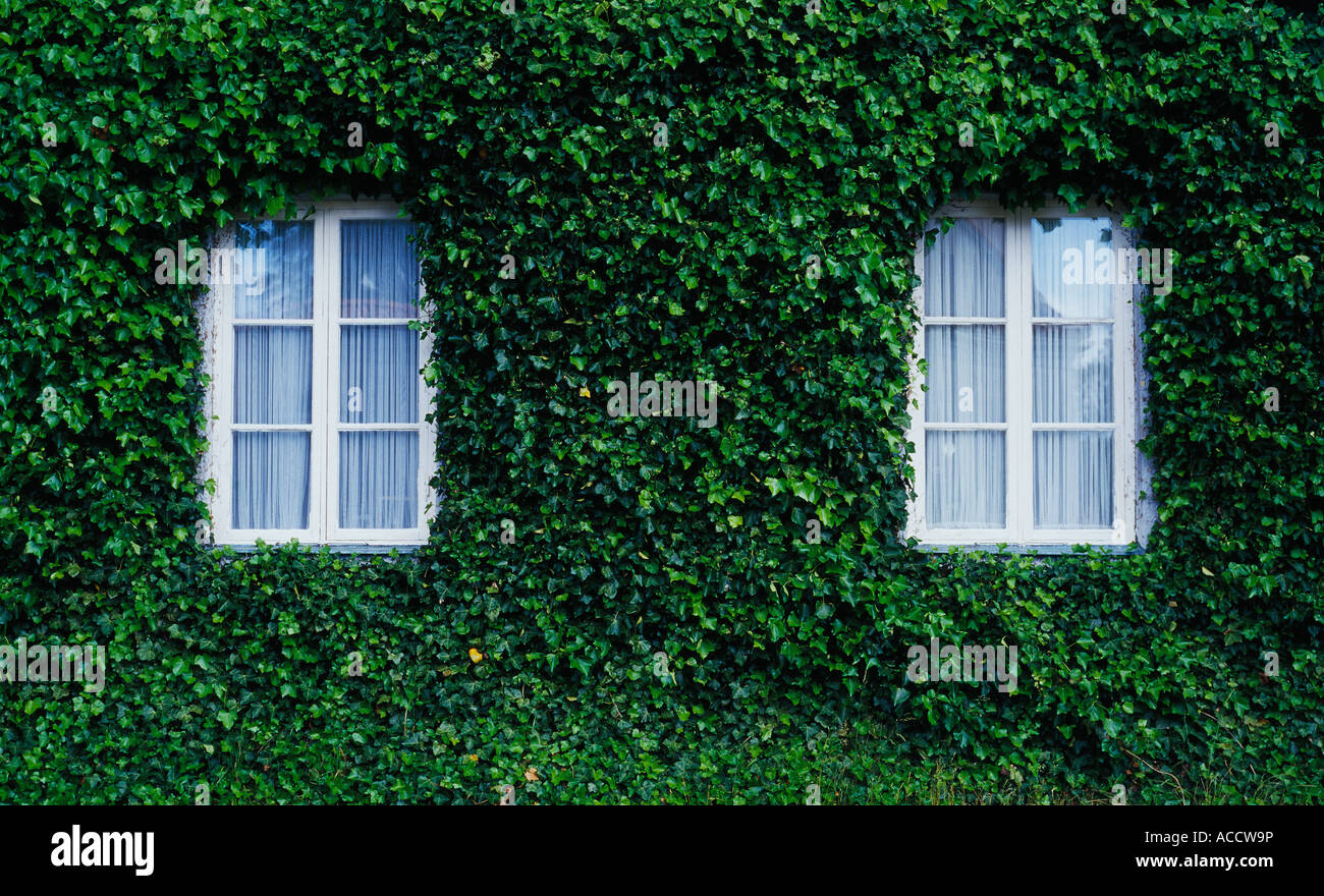 Ivy surrounding windows Stock Photo - Alamy