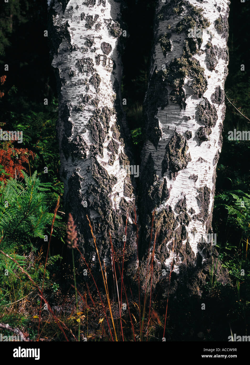 Two birch tree trunks Stock Photo - Alamy