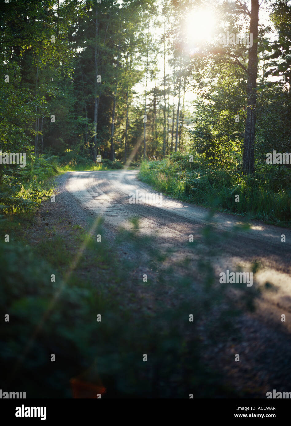 A forest road in sunlight Stock Photo - Alamy
