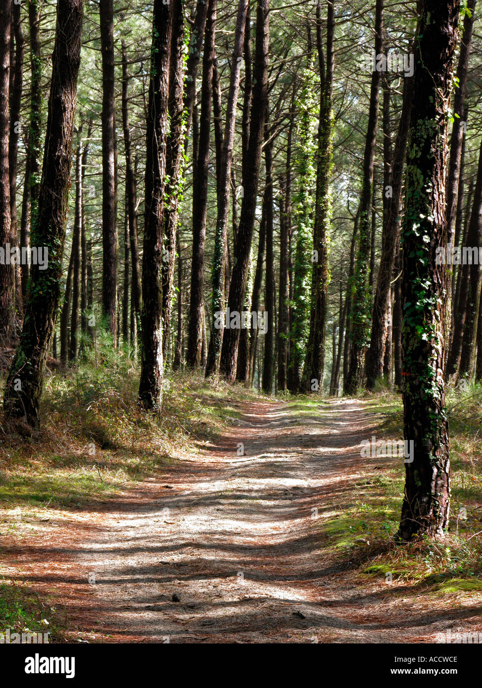 Pinewood forests hi-res stock photography and images - Alamy