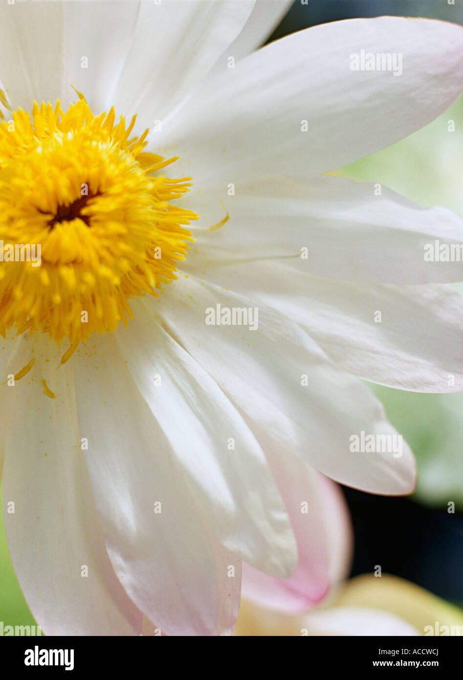 A white flower close-up Stock Photo - Alamy
