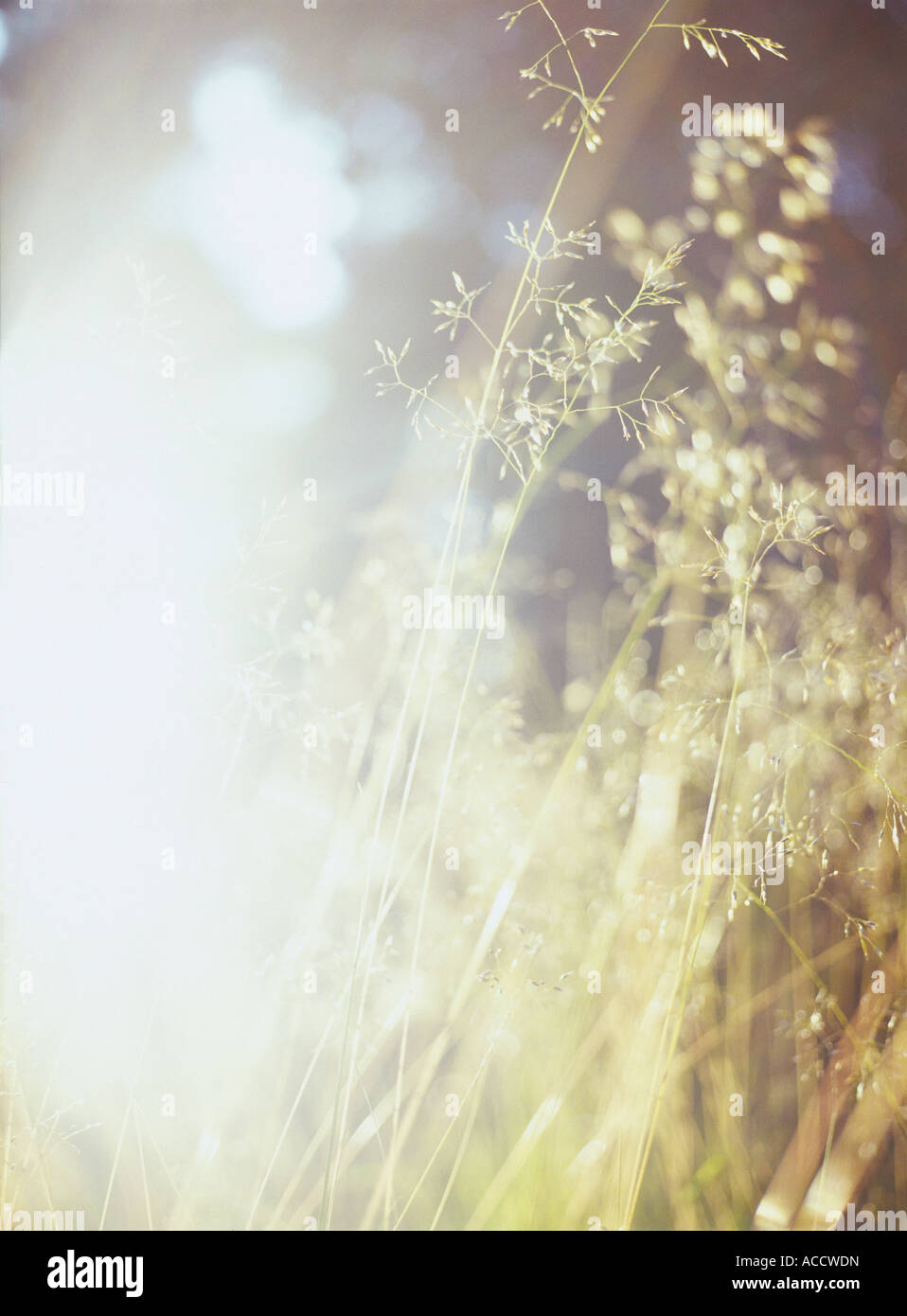 Grass photographed against the light Stock Photo - Alamy