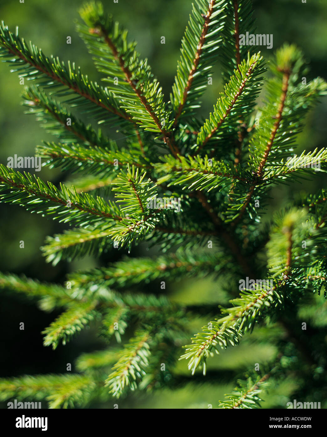 Needles on a conifer tree Stock Photo - Alamy