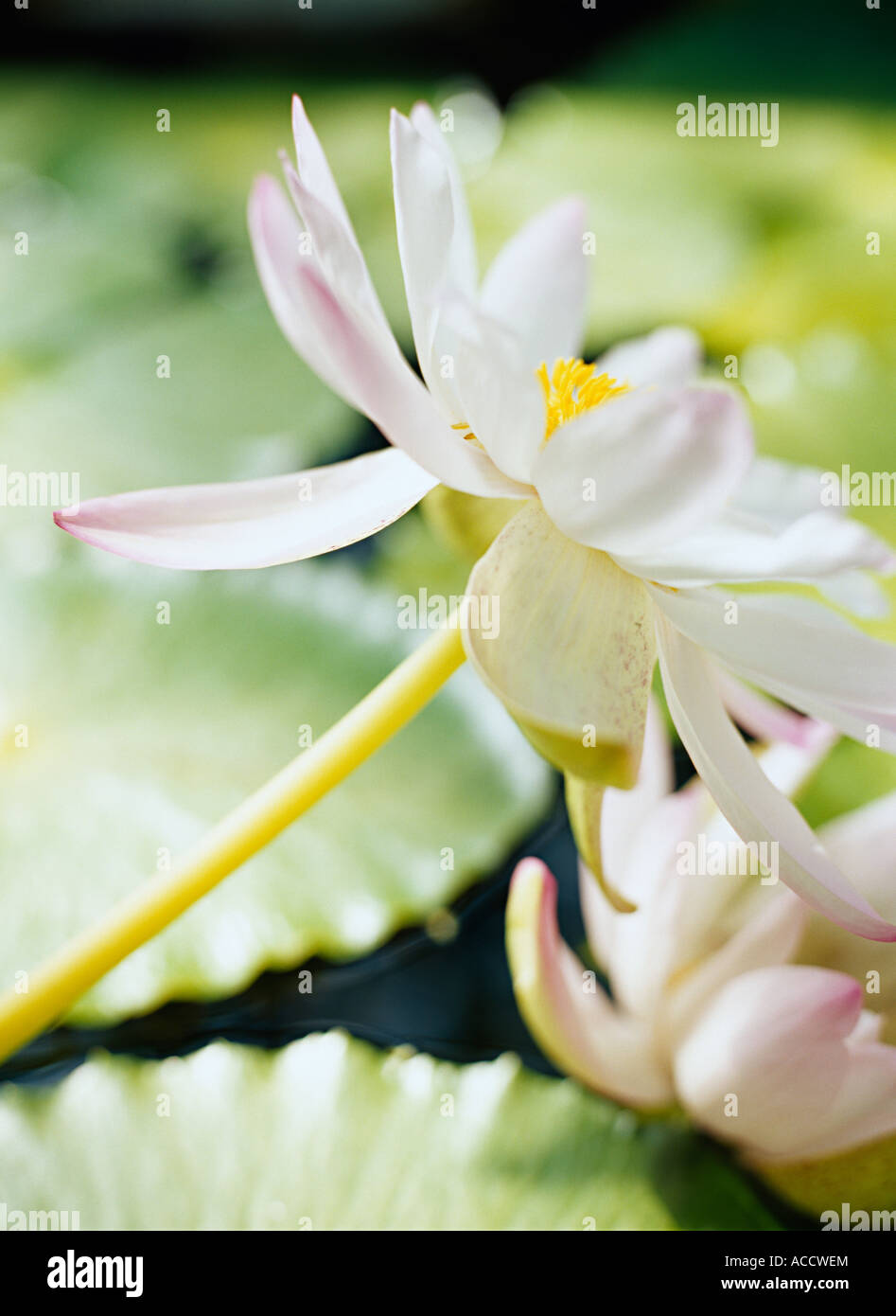 A water-lily close-up Stock Photo - Alamy