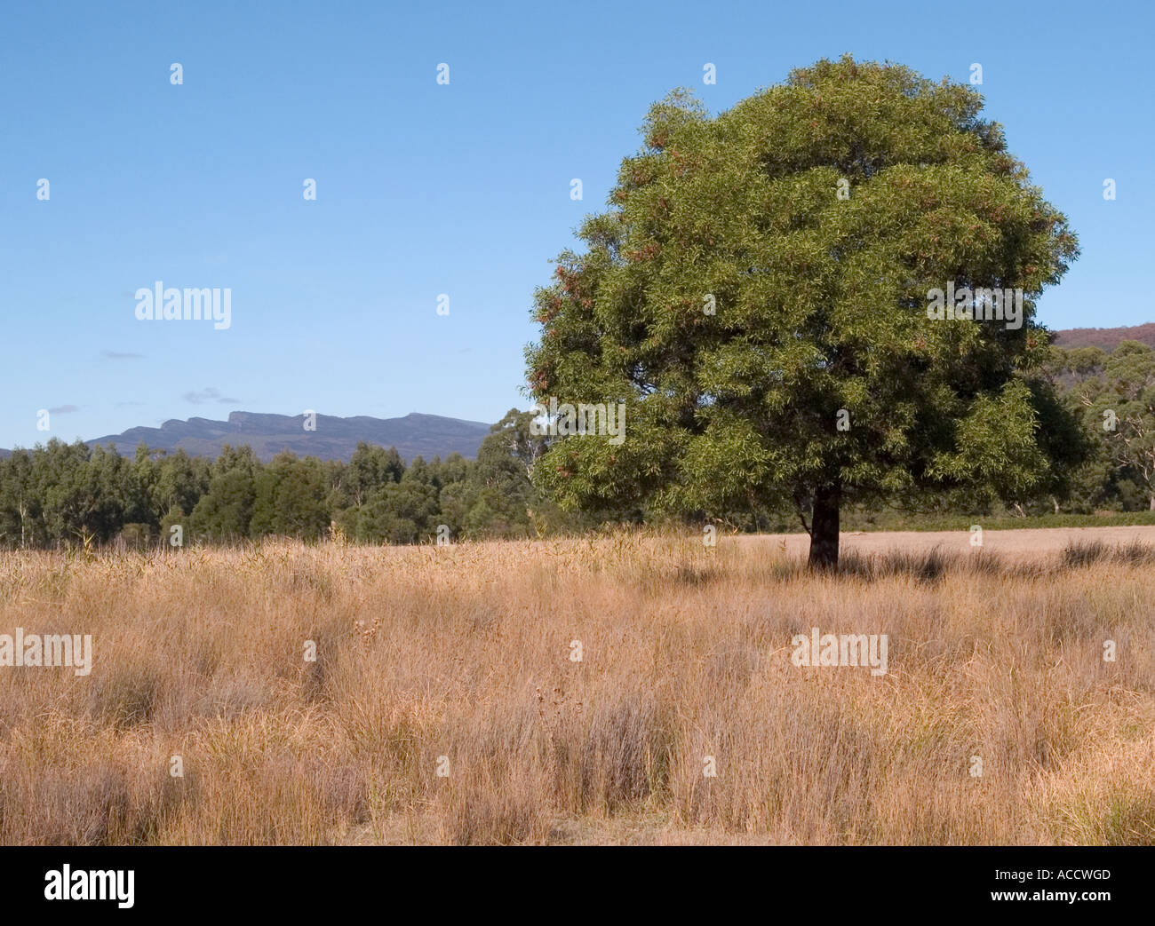Summmer tree hi-res stock photography and images - Alamy