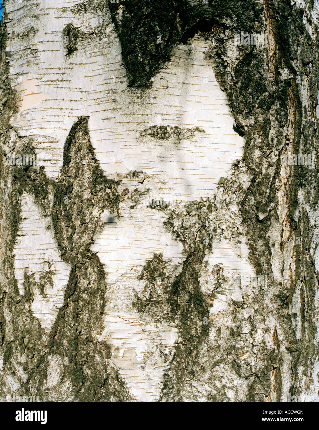 A birch trunk close-up Stock Photo - Alamy