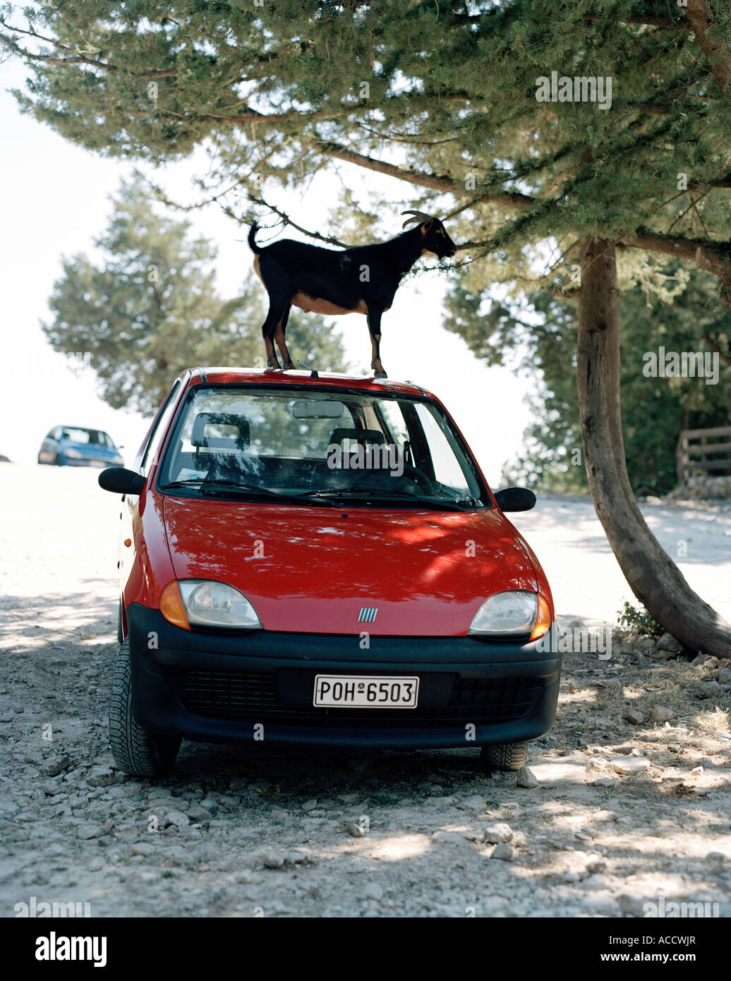 Goat standing on roof car hi-res stock photography and images - Alamy