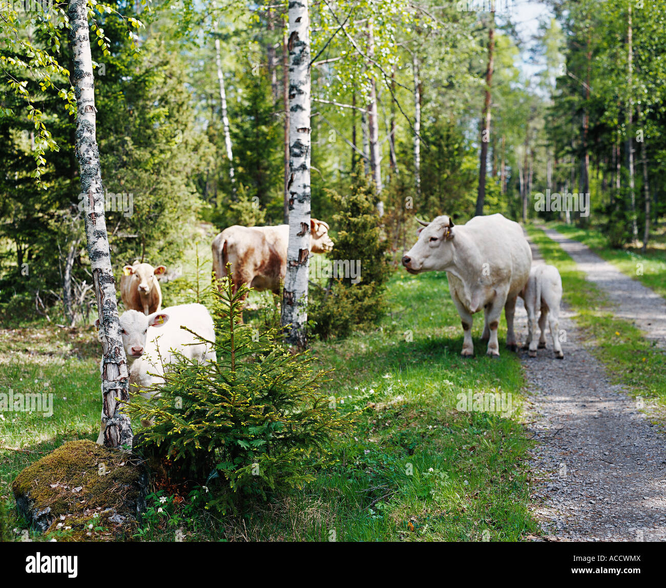 Cows and calves on a forest road Stock Photo - Alamy