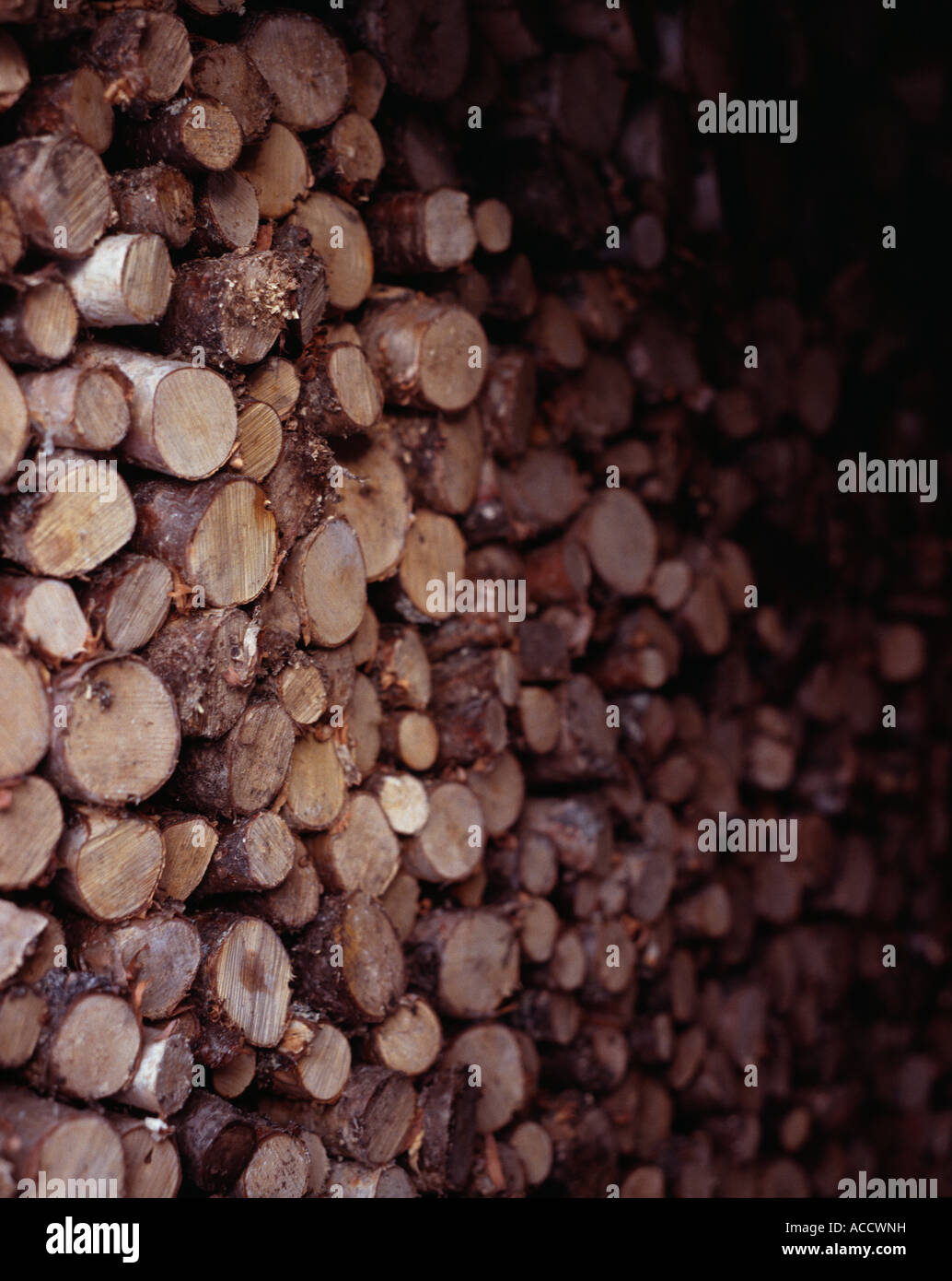 Timber in piles Stock Photo - Alamy