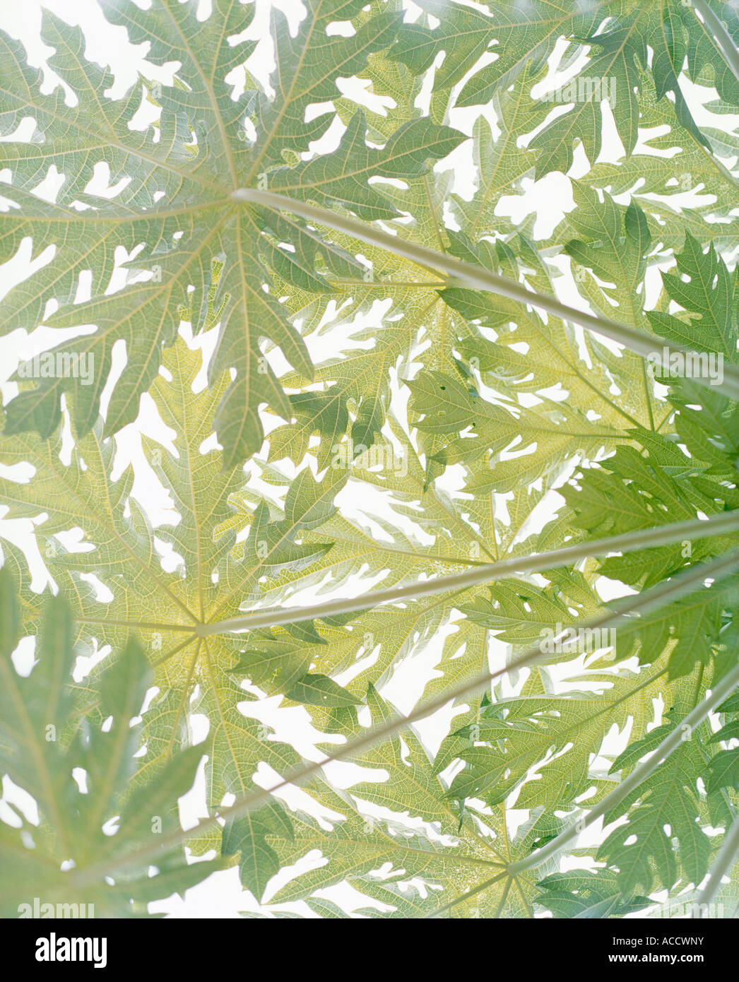 Leaves photographed from below Stock Photo - Alamy