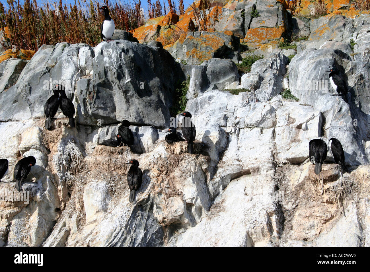 Beagle channel birds hi-res stock photography and images - Alamy