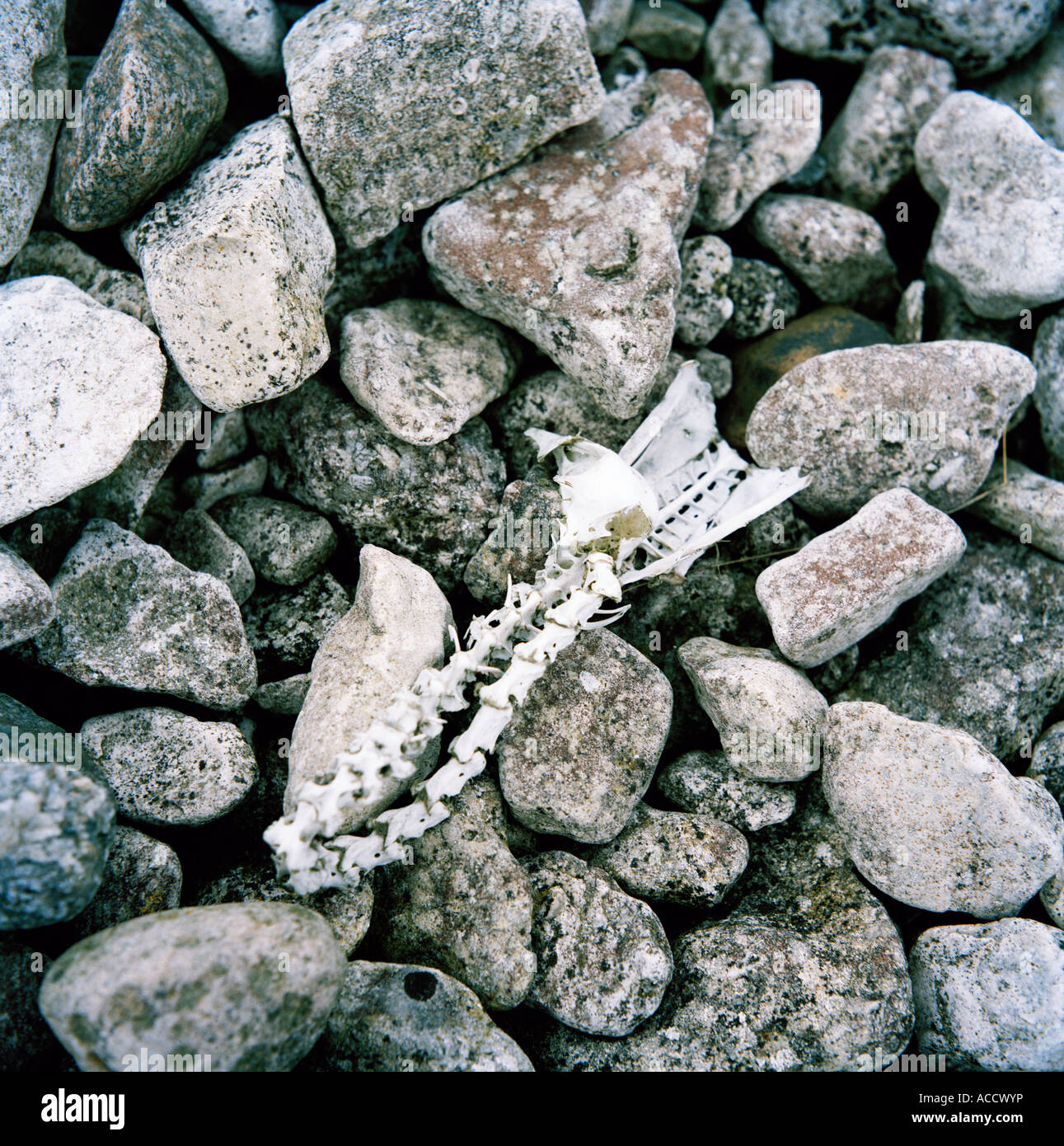Fish bones on stones Stock Photo - Alamy