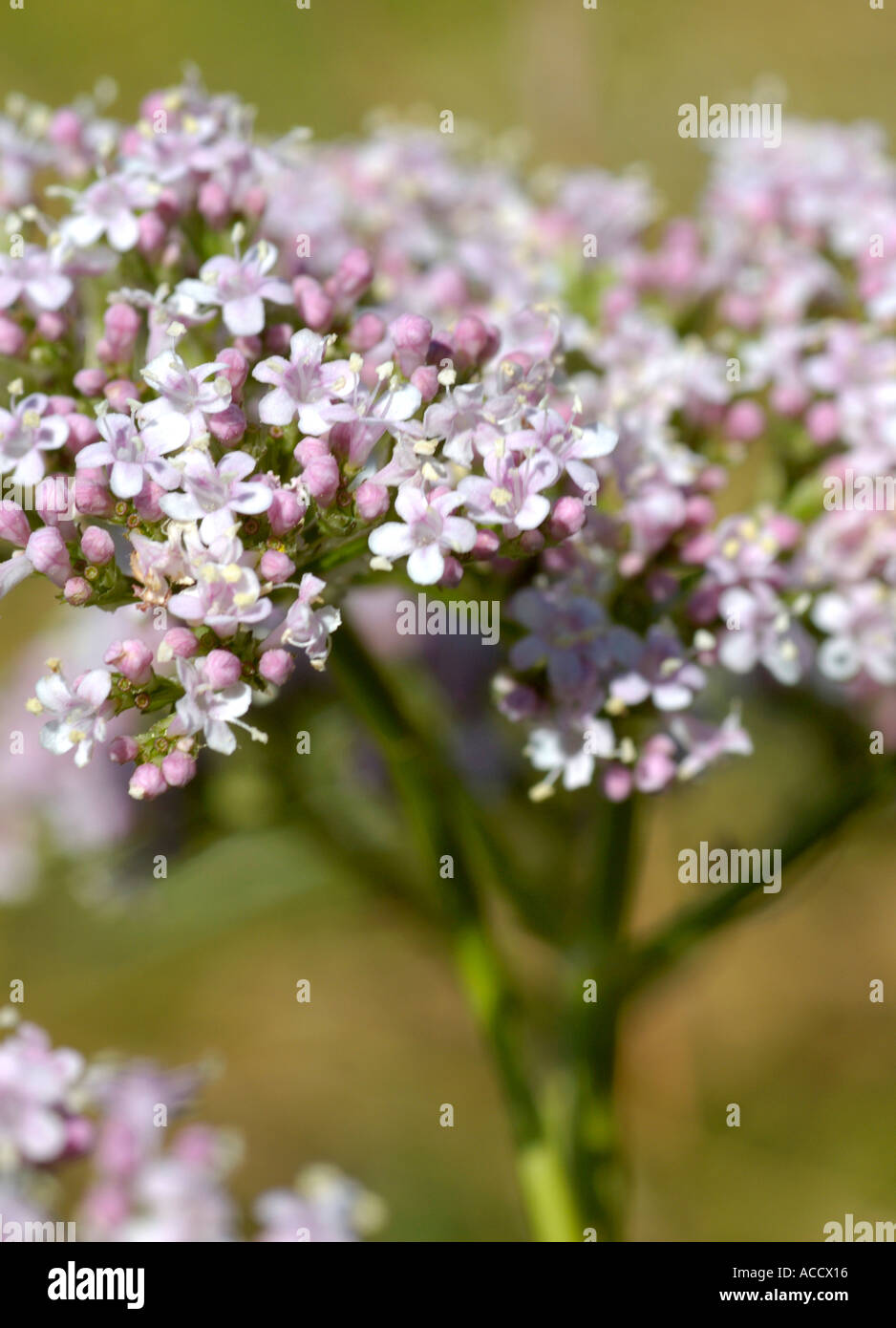 flowers of blooming valerian Valeriána officinalis Stock Photo - Alamy