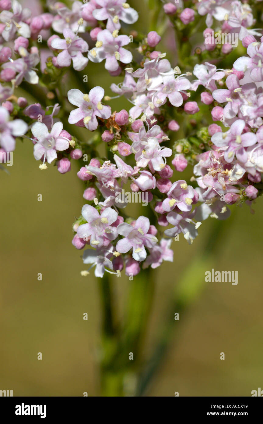 flowers of blooming valerian Valeriána officinalis Stock Photo - Alamy