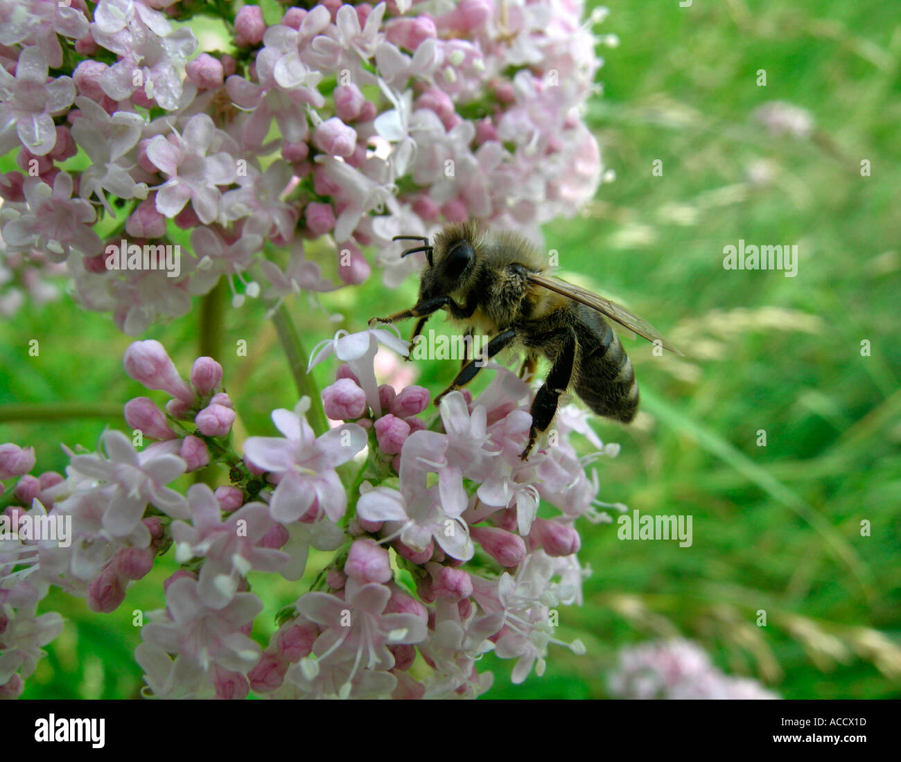bea on flowers of blooming valerian Valeriána officinalis Stock Photo ...