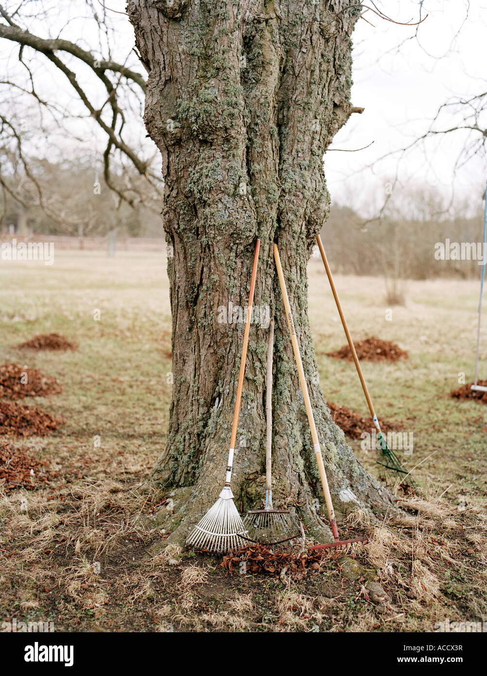 Leaning on rake hi-res stock photography and images - Alamy