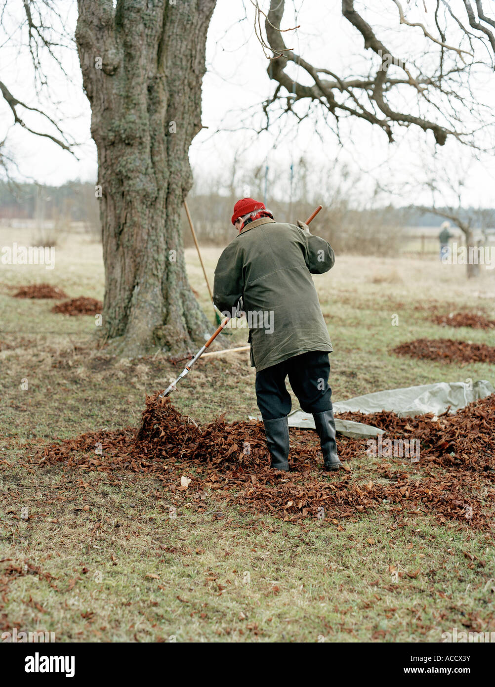 A man raking autumn leaves Stock Photo - Alamy