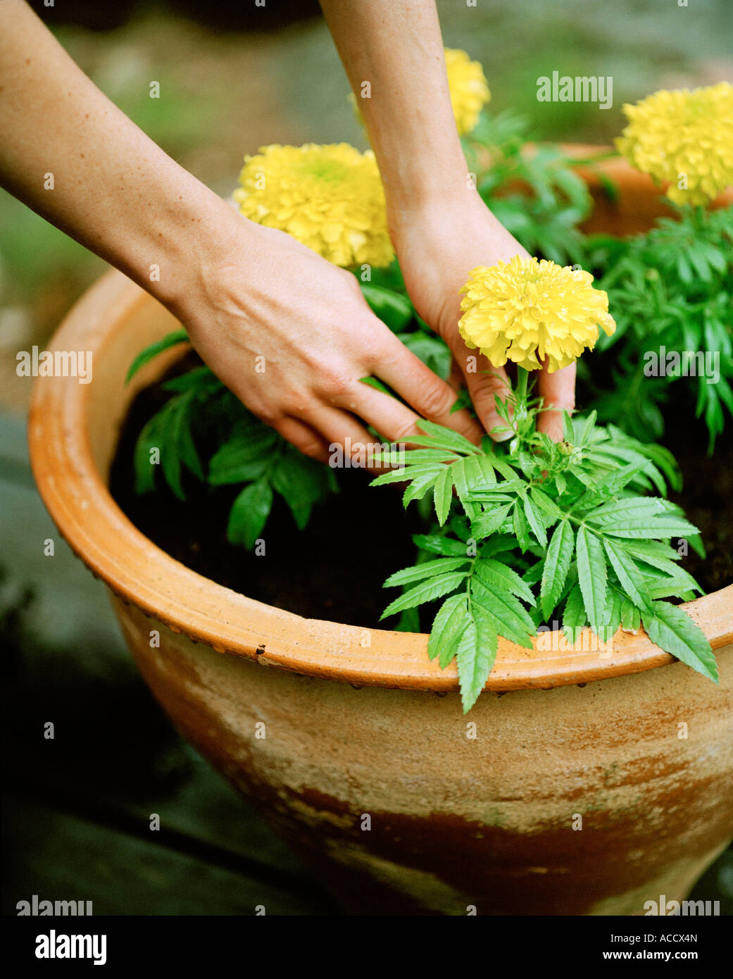 Planting of flowers in a pot Stock Photo - Alamy