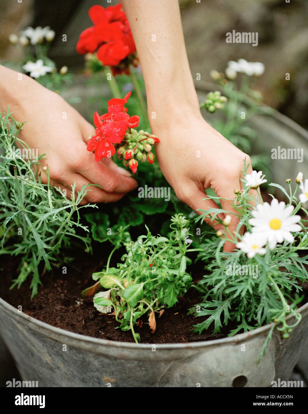 Planting of flowers in a pot Stock Photo - Alamy