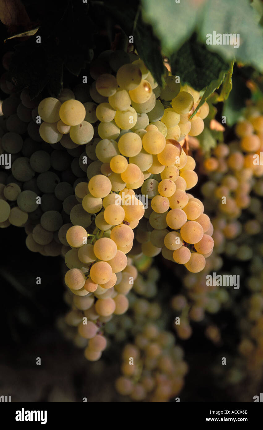 Sherry grapes hi-res stock photography and images - Alamy