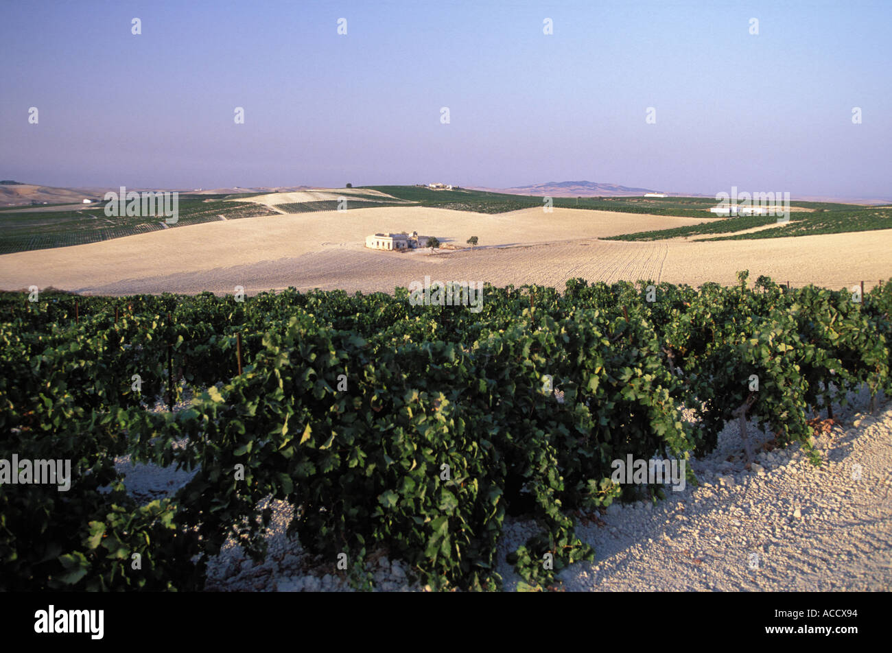 Jerez spain sherry vineyard hi-res stock photography and images - Alamy