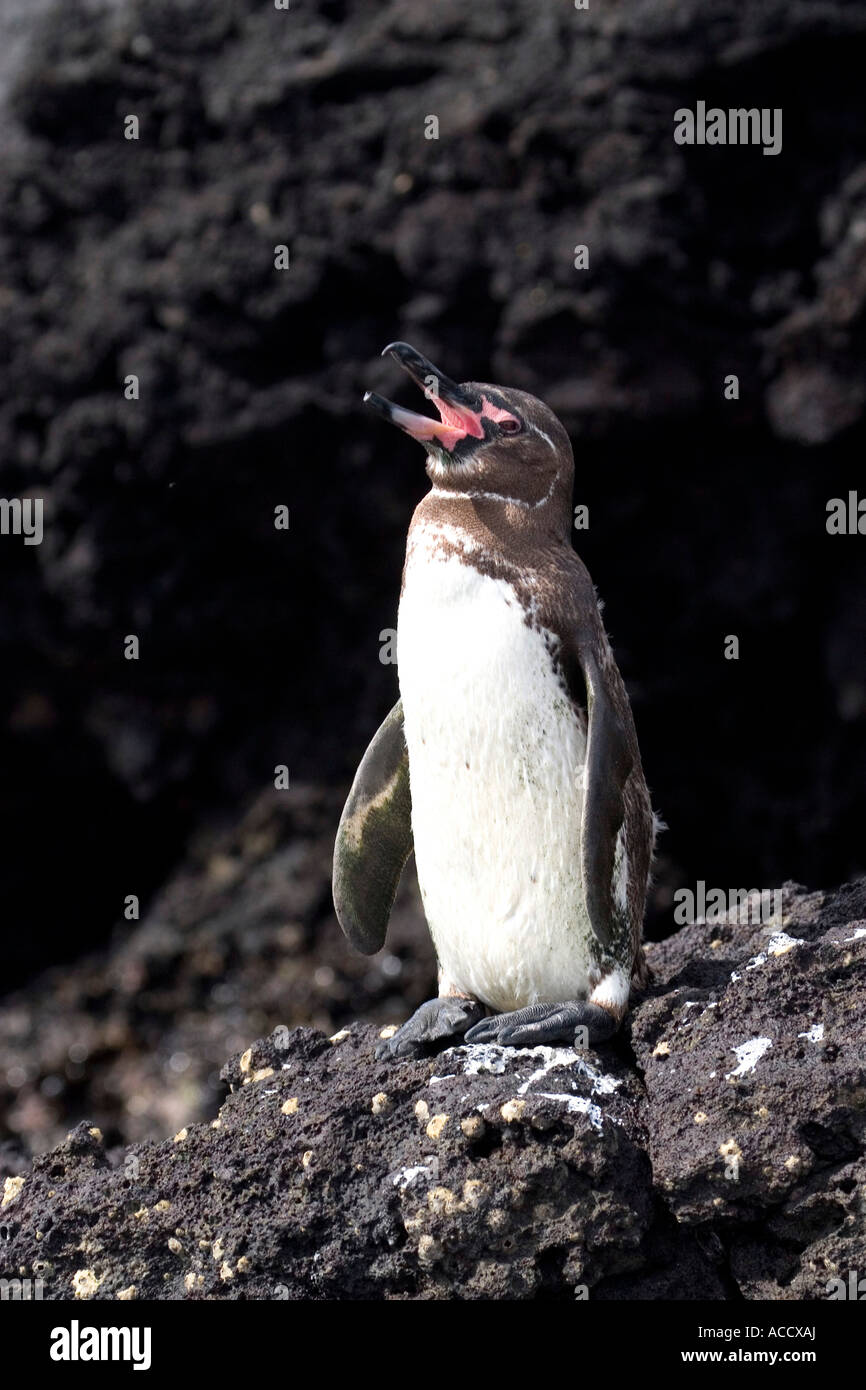 Galapagos penguin bray hi-res stock photography and images - Alamy