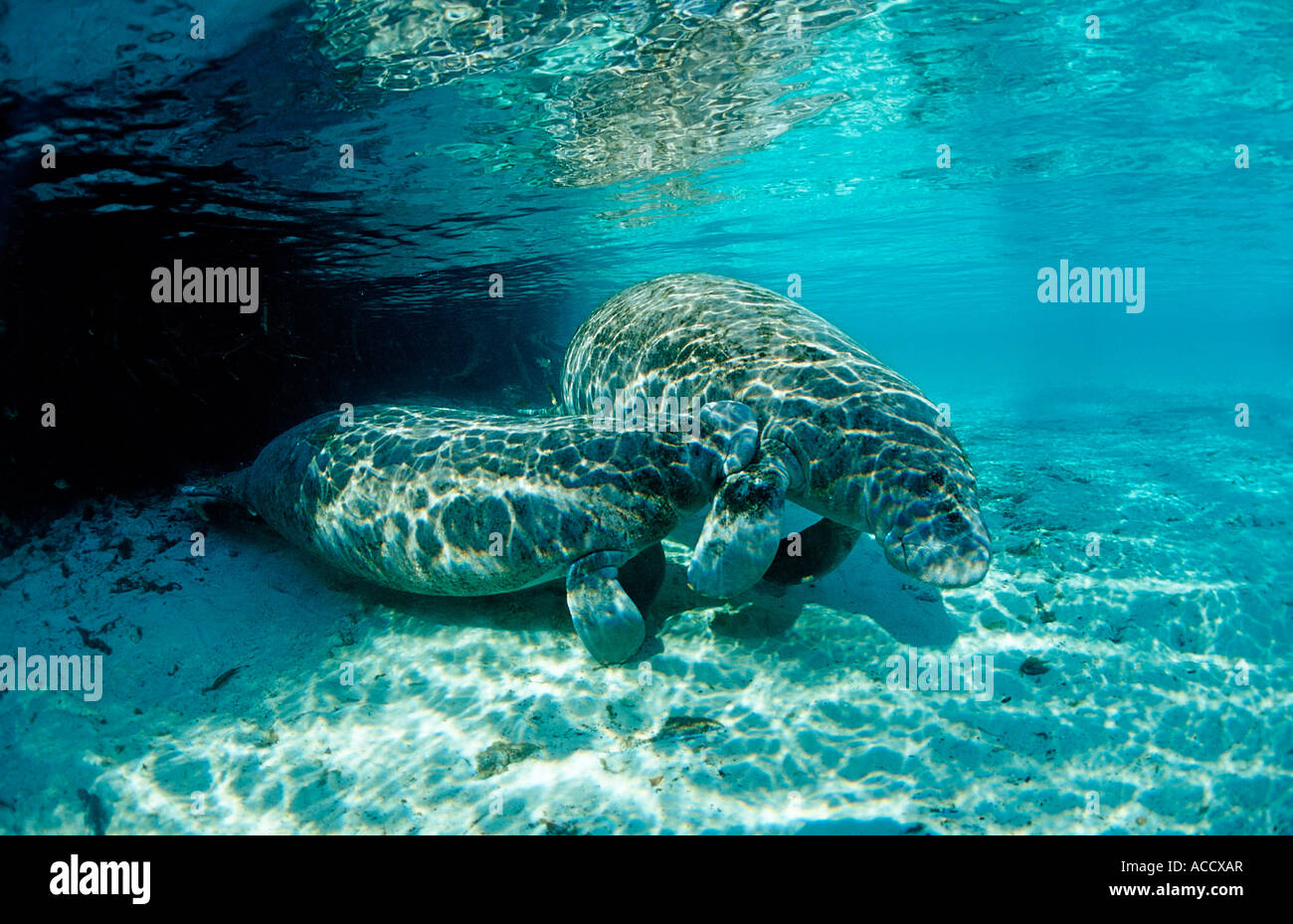 West Indian Manatee calf nursing Trichechus manatus latirostris USA ...
