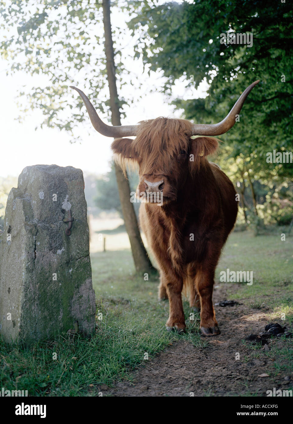 A bull in a pasture Stock Photo - Alamy