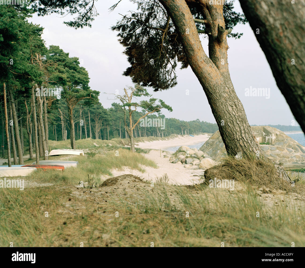Beach with forest and rowing-boats Stock Photo - Alamy