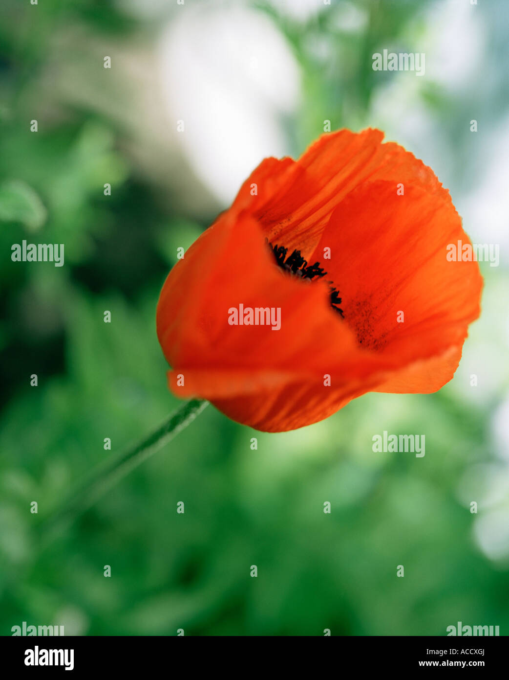 A red poppy Stock Photo - Alamy