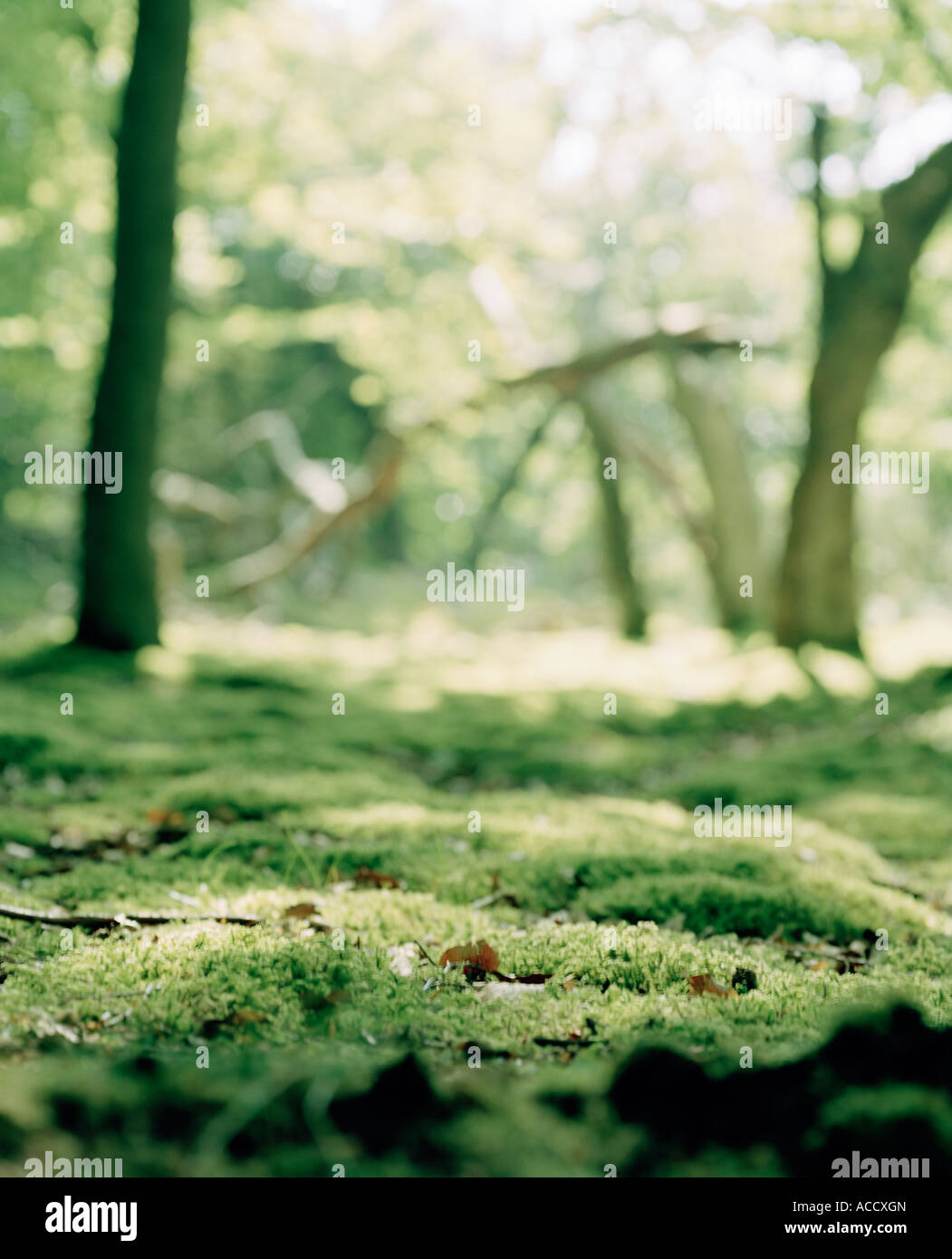 Moss in a forest Stock Photo - Alamy