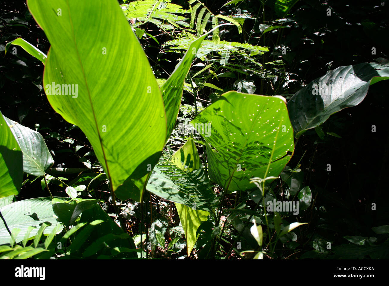 Leaf with shadow Stock Photo - Alamy